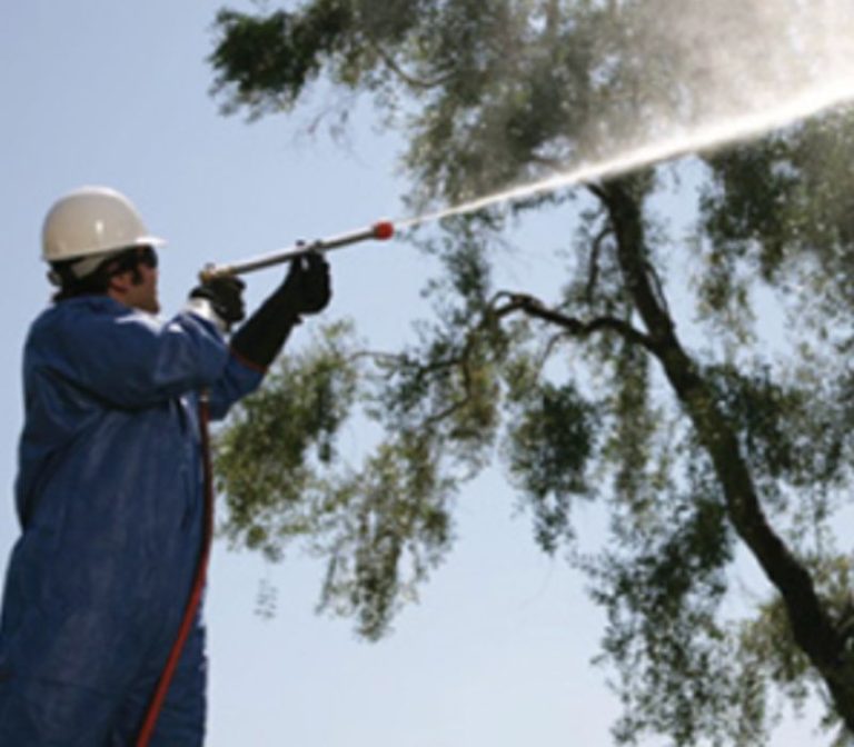 Tree Doctors | AZ Tree Trimming, Maintenance & Removal Services