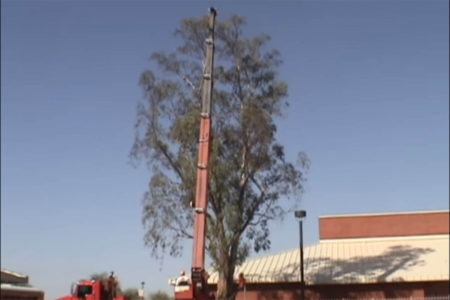 Eucalyptus Removal | Tree Doctors