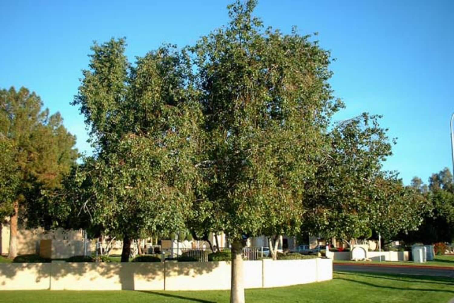 Fall Fertilization? | Tree Doctors