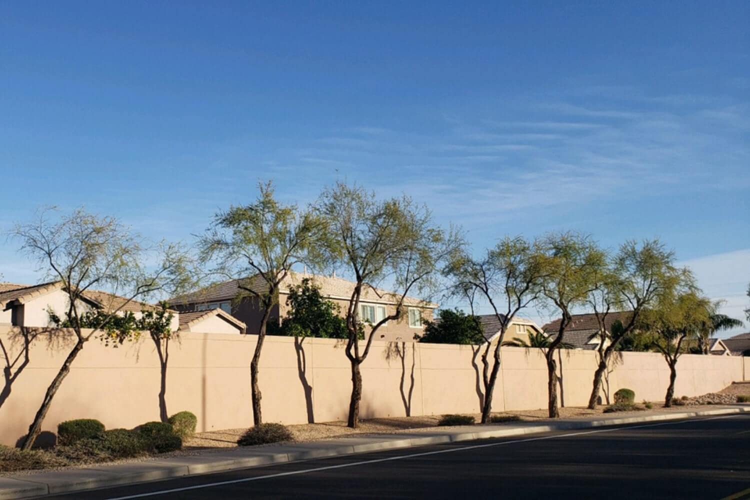 What is lion tailing? | Tree Doctors